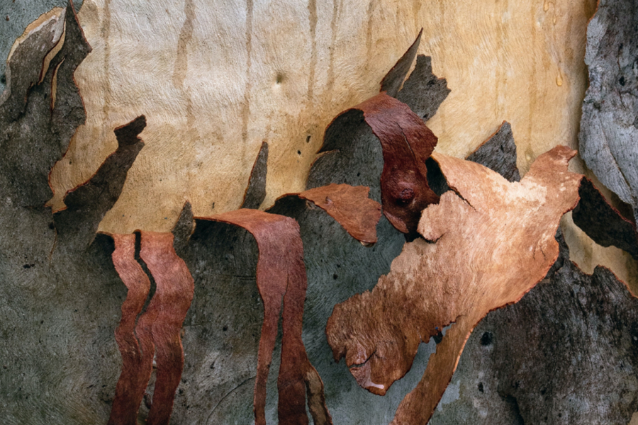 First Nations – Learning Creates Australia